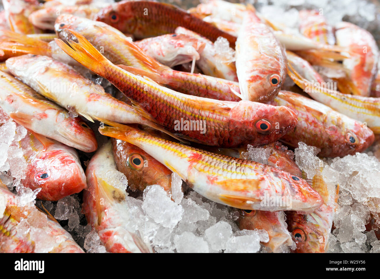 Red mullet fishes Stock Photo - Alamy