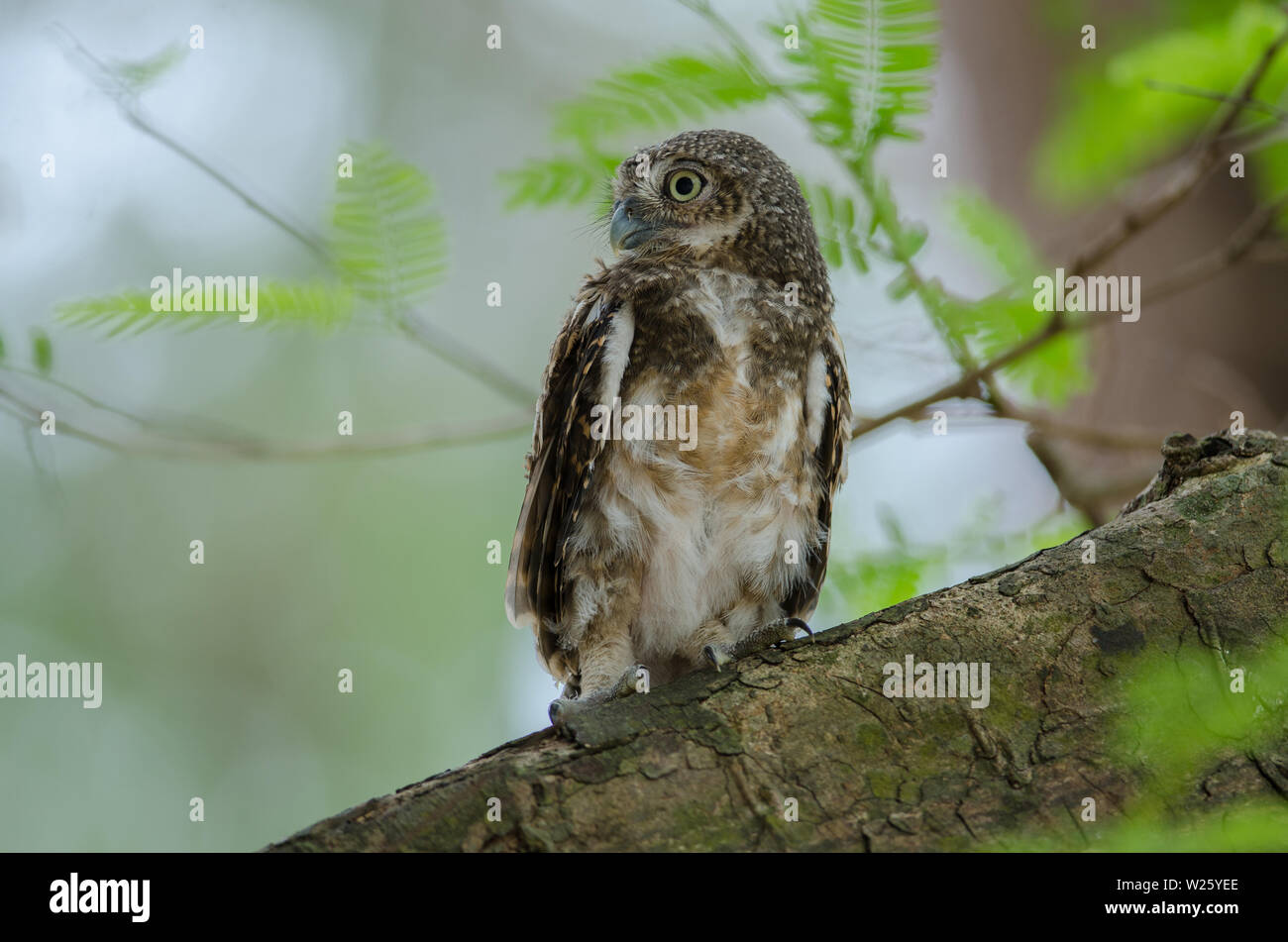 Asian barred owlet on branch hi-res stock photography and images - Alamy