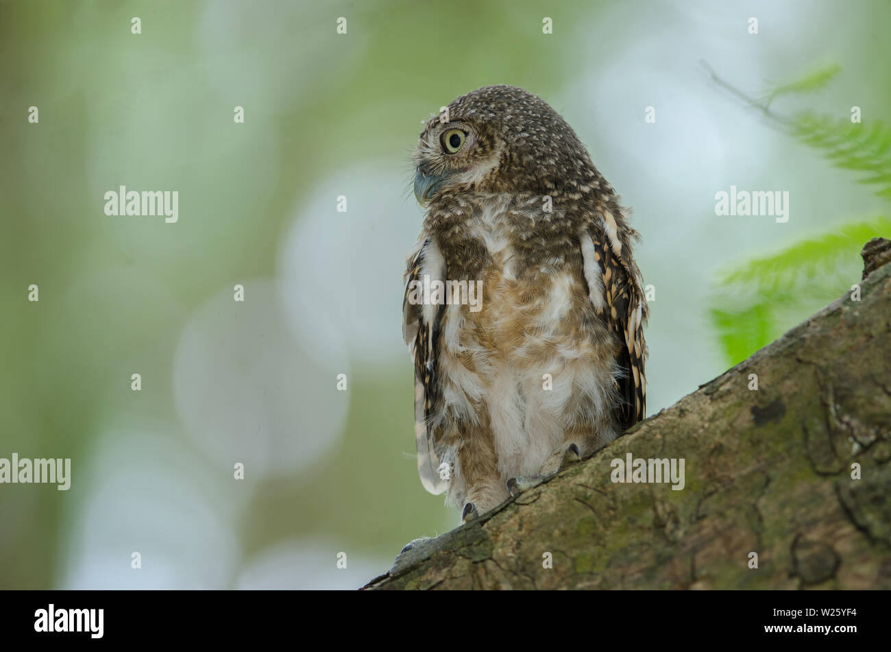Asian Barred Owlet (Glaucidium cuculoides) on tree in nature Stock ...