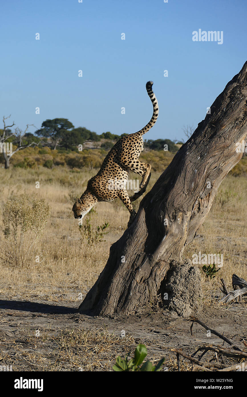 Cheetah jumping down from tree Stock Photo - Alamy