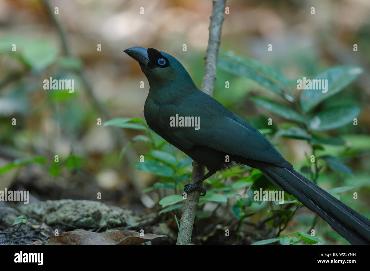 Racket-tailed Treepie.(Crypsirina temia) in forest, Thailand Stock ...