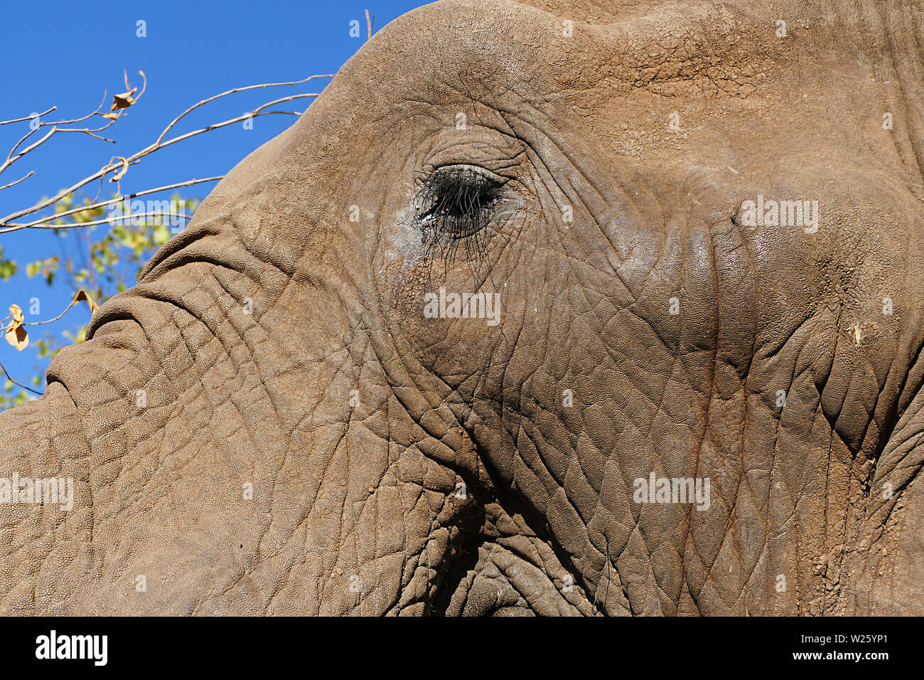 Close up of elephants eye Stock Photo - Alamy