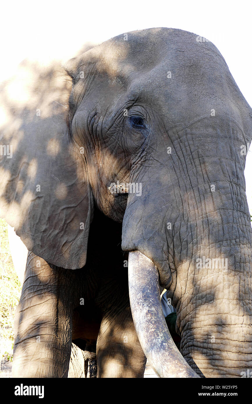 Male elephant close up Stock Photo - Alamy