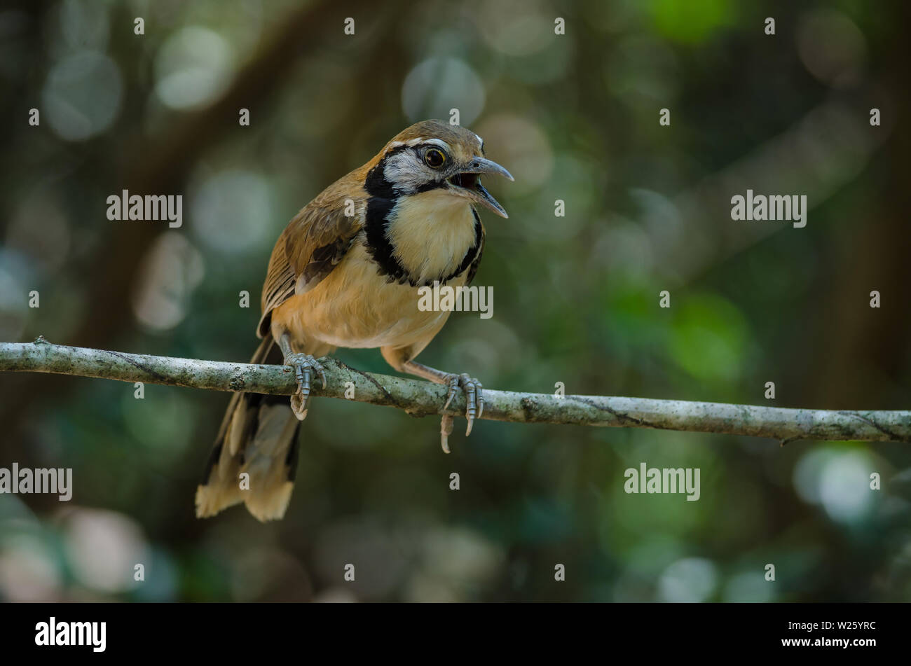 Greater Necklaced Laughingthrush on branch in nature, Thailand ...