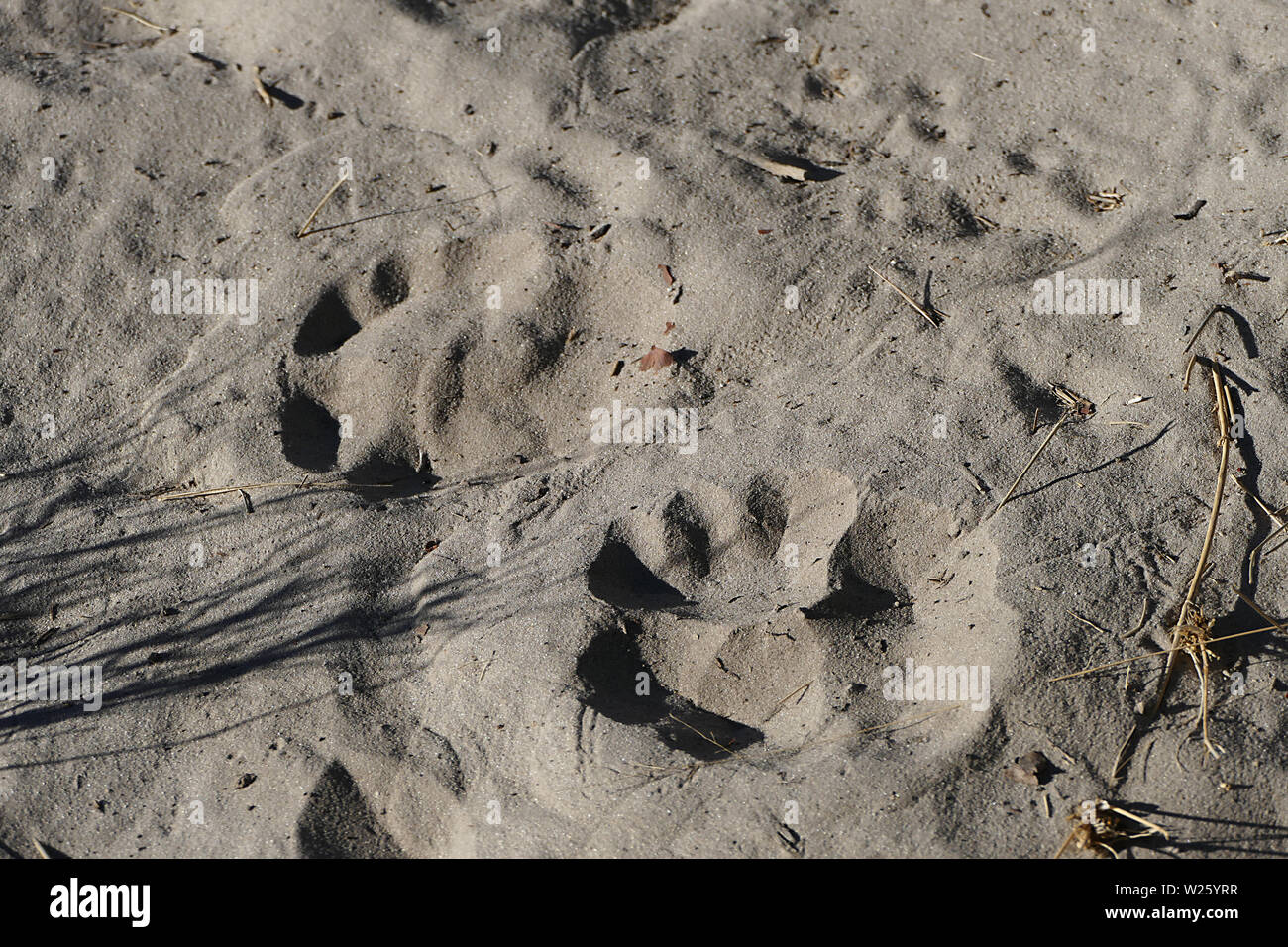 Animal tracks africa hi-res stock photography and images - Alamy