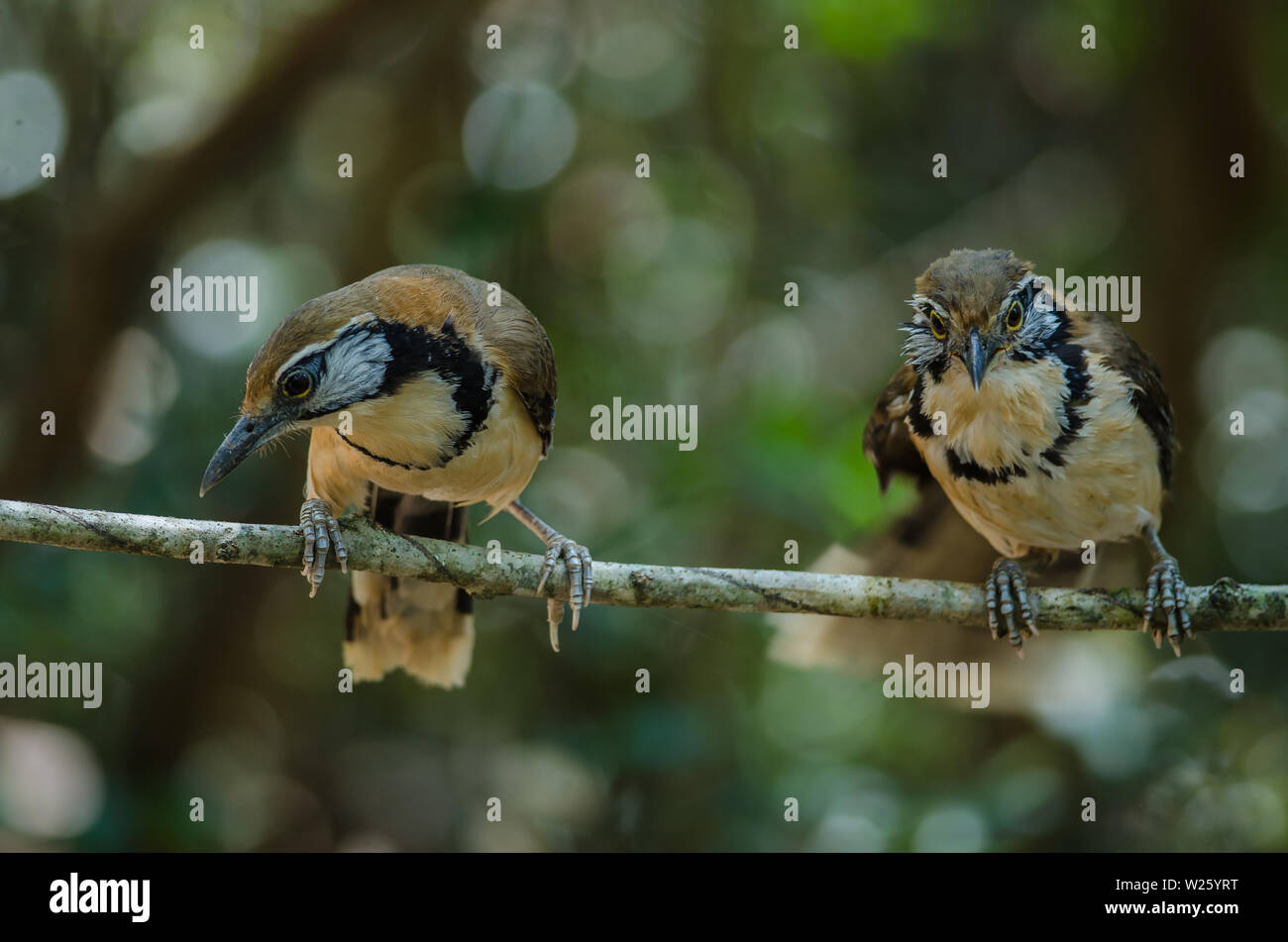 Greater Necklaced Laughingthrush on branch in nature, Thailand ...