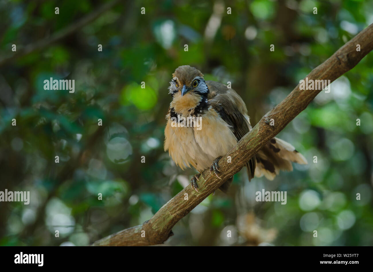 Greater Necklaced Laughingthrush on branch in nature, Thailand ...