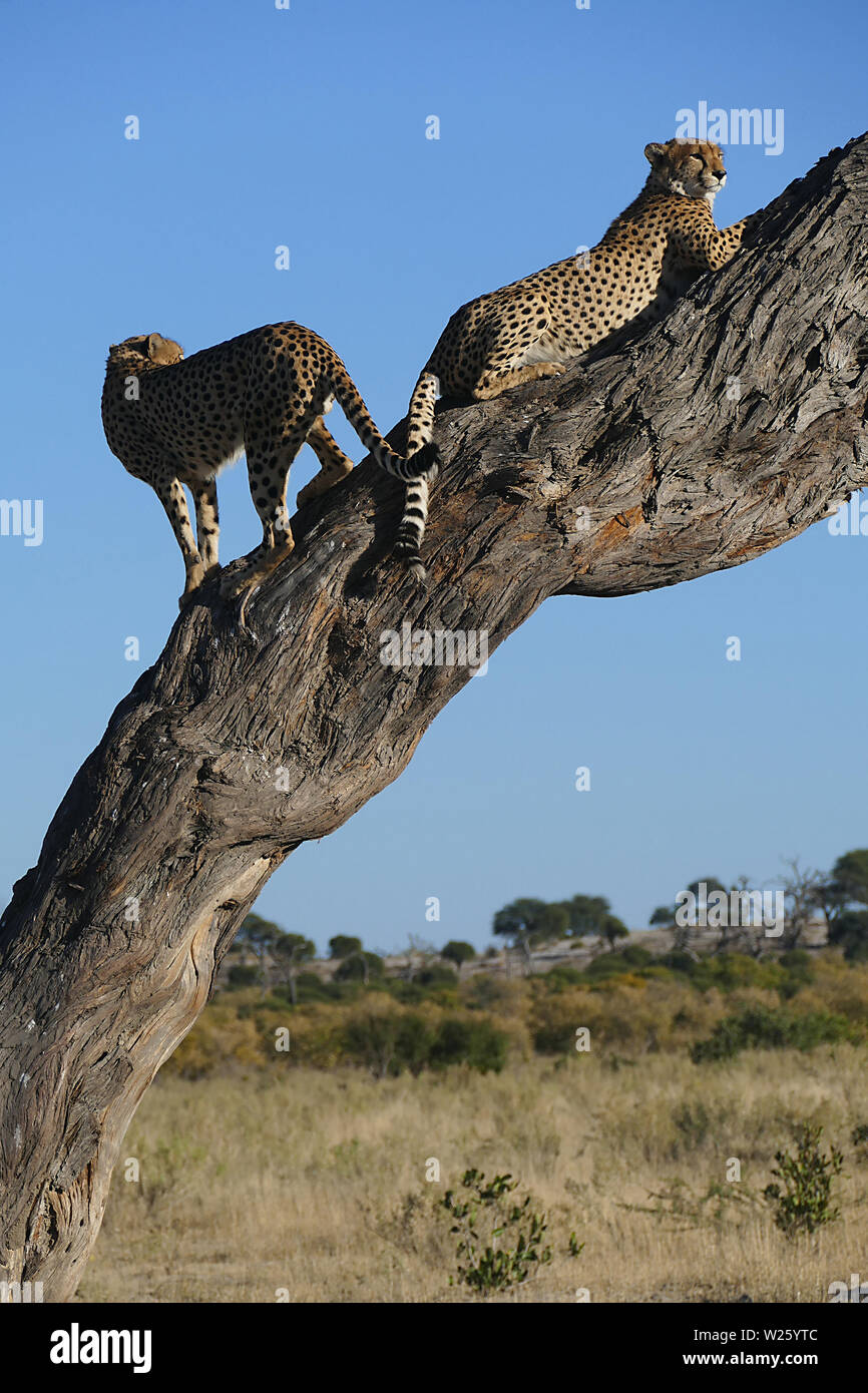 Two cheetahs in tree Stock Photo - Alamy