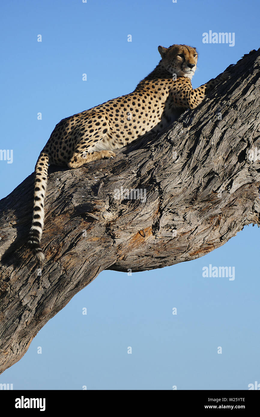 Cheetah resting in tree Stock Photo - Alamy