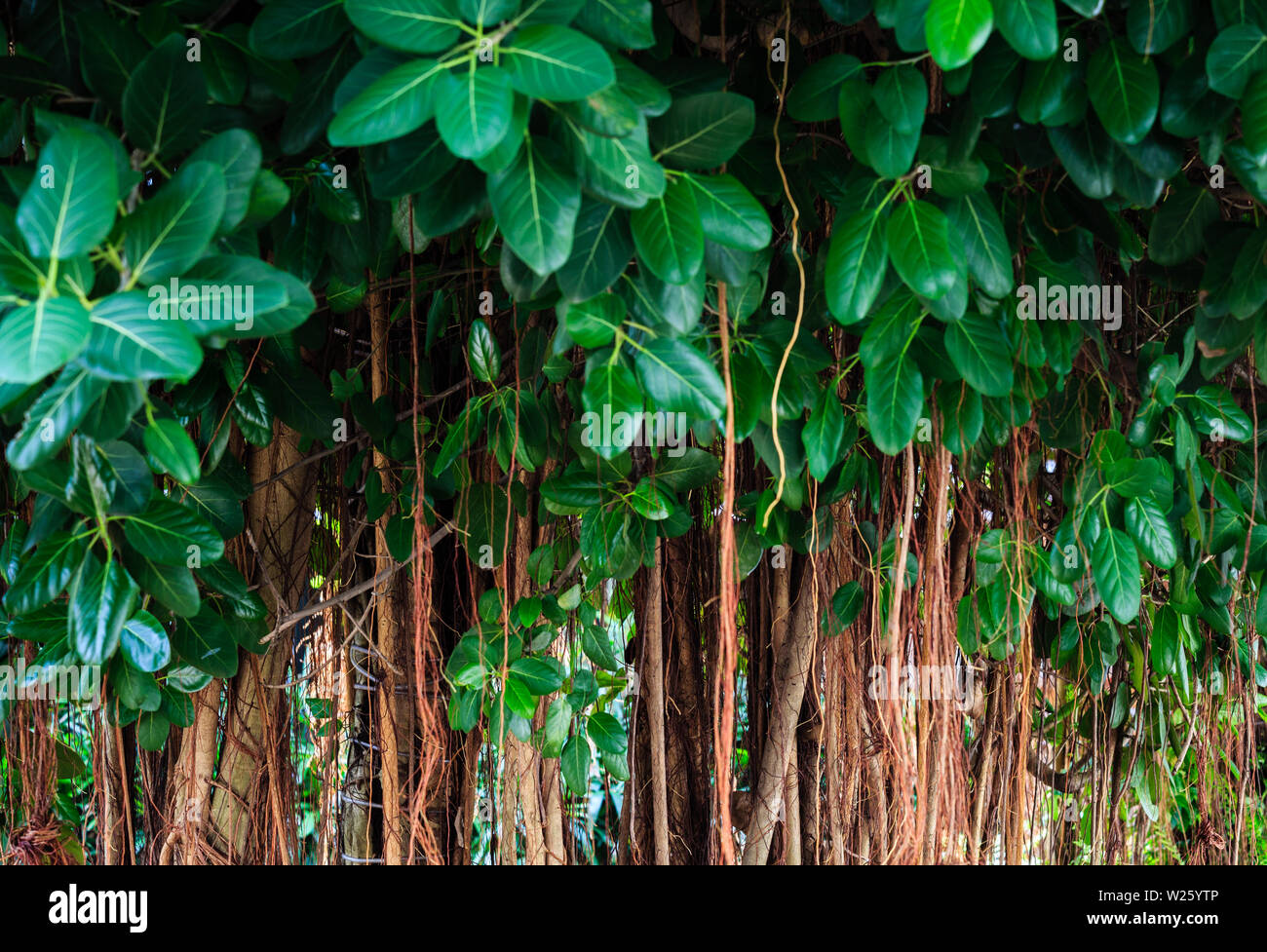 greenery microcarpa leaf and root closeup view Stock Photo - Alamy