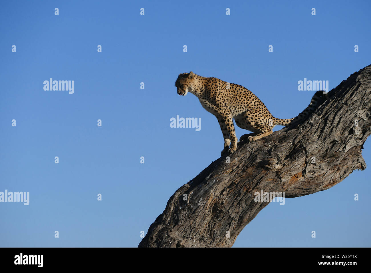 Cheetah sitting in tree Stock Photo - Alamy