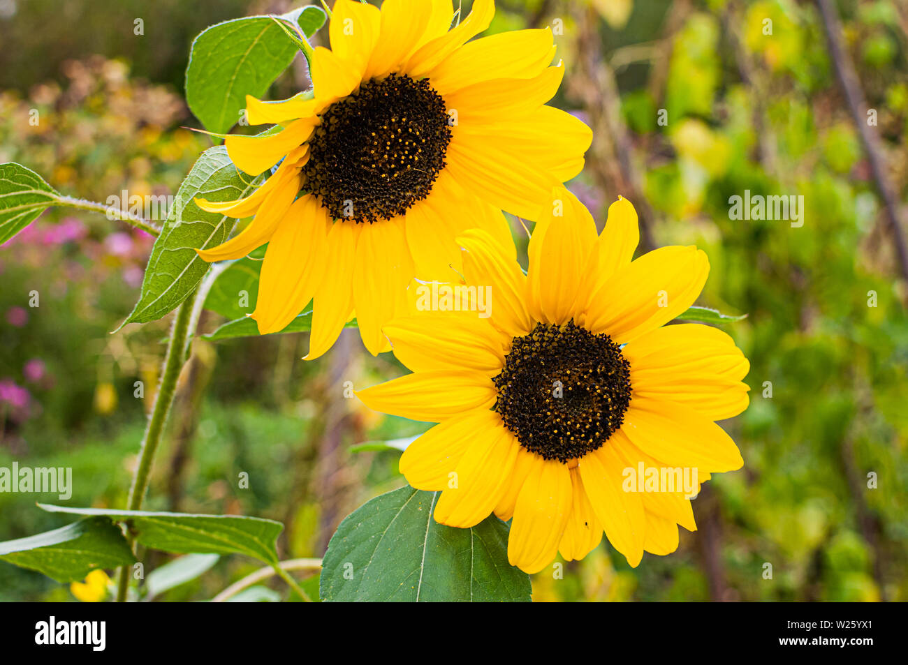 Two sunflowers in bloom Stock Photo - Alamy