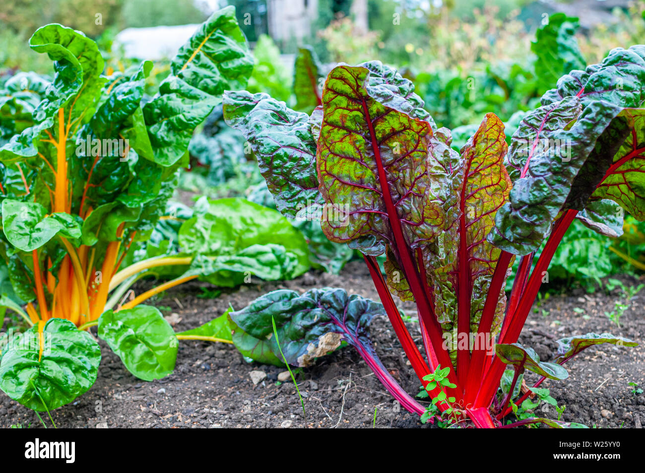 red and orange / yellow Beet (Beta Vulgaris) growing at an allotment ...
