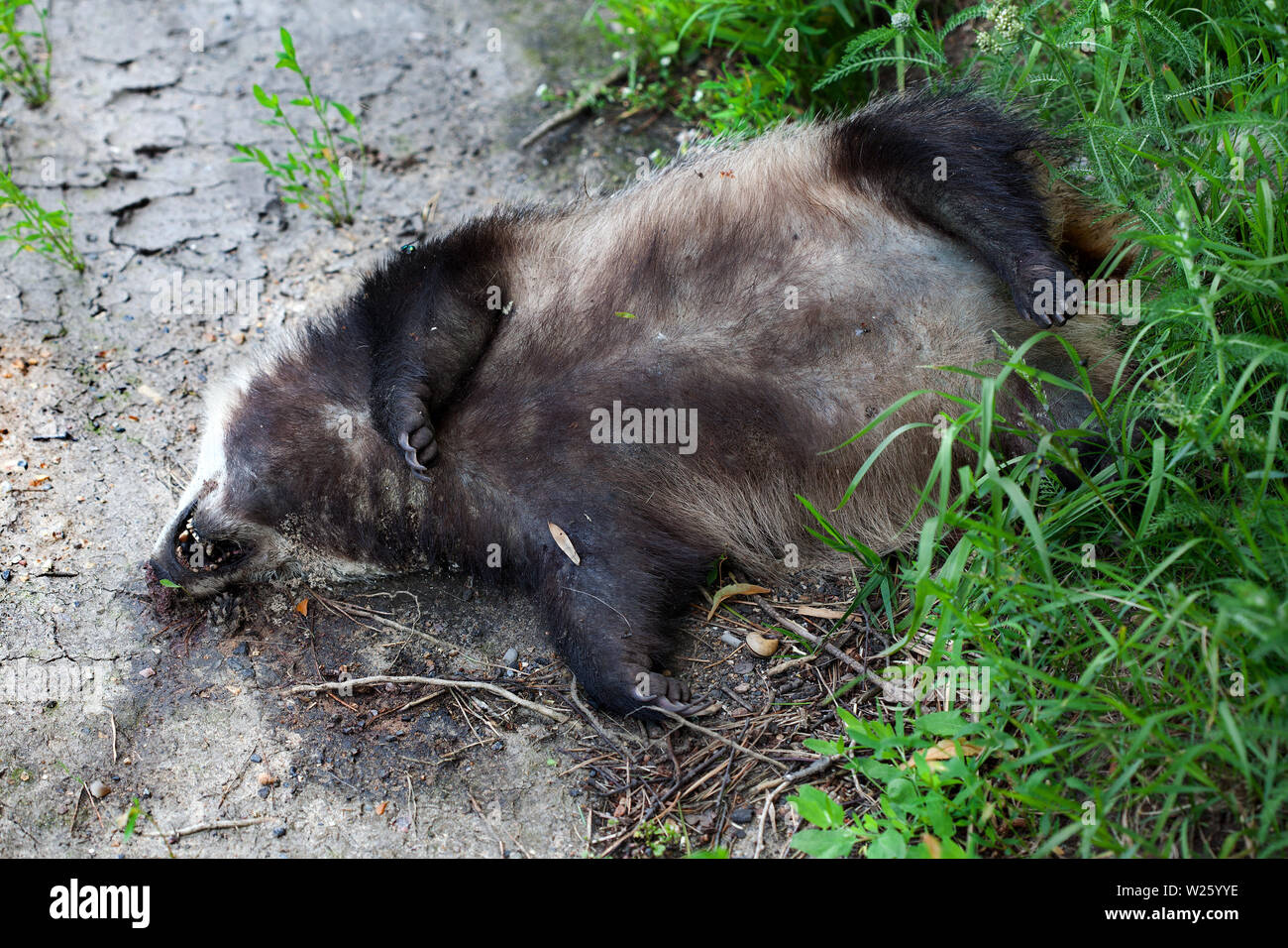 Badger death hi-res stock photography and images - Alamy