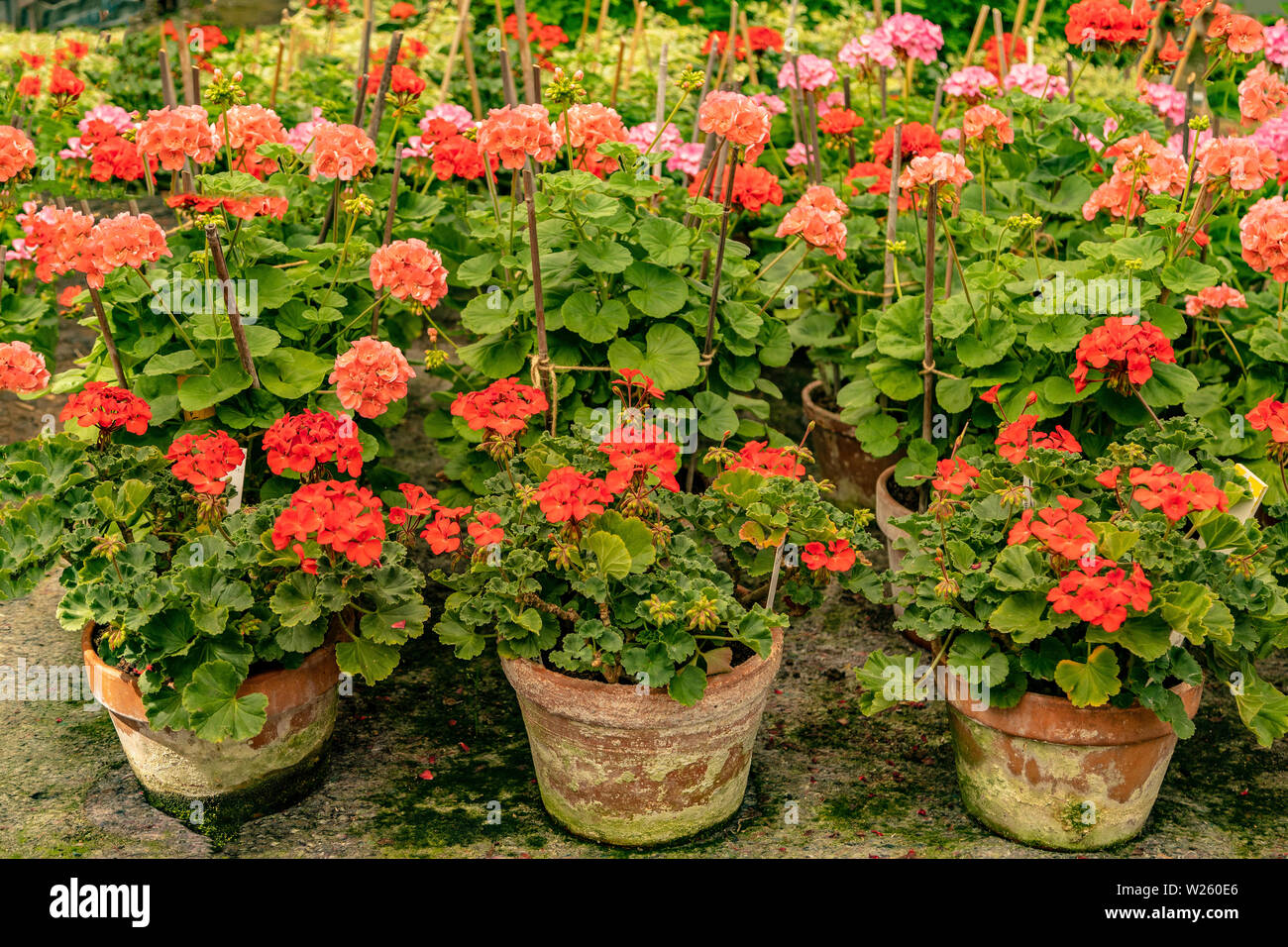 Pelargoniums in pots indoors hi-res stock photography and images - Alamy