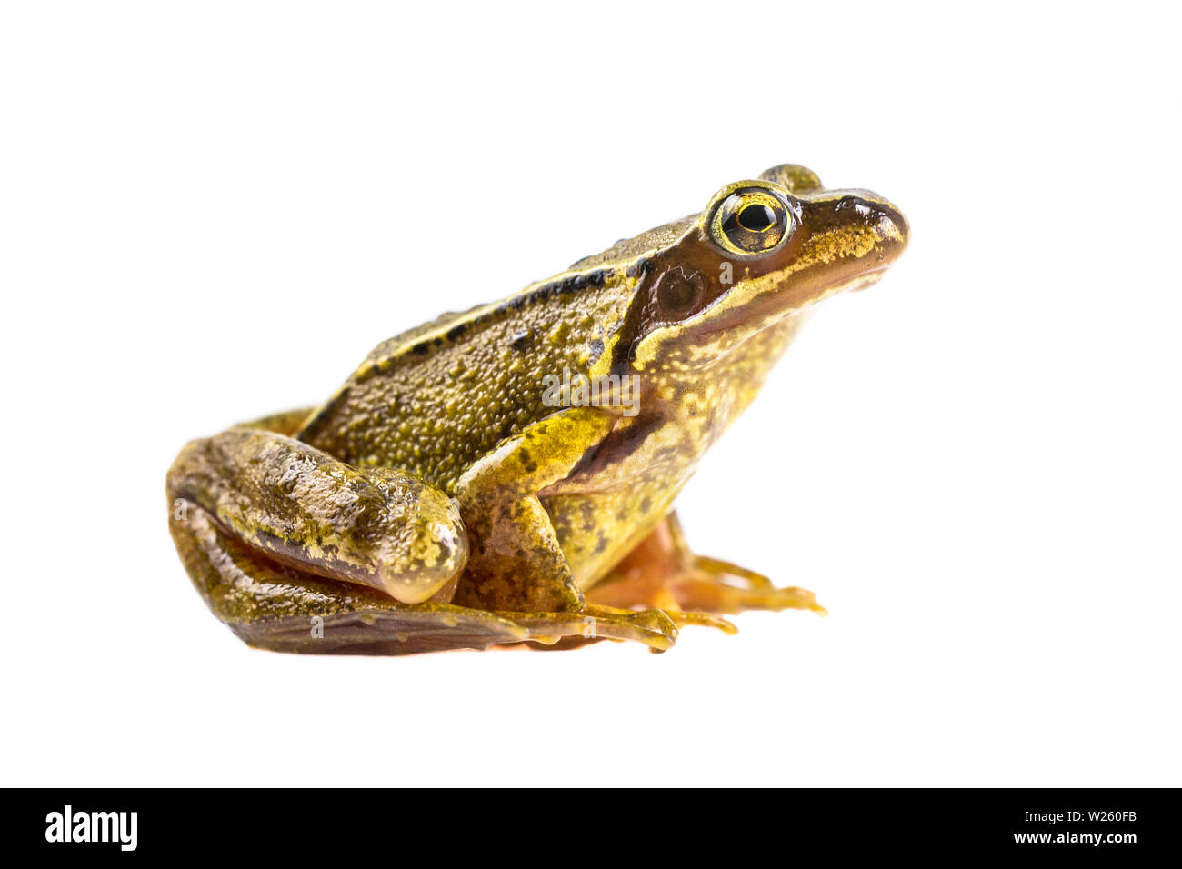 Common Brown frog (rana temporaria) sideview and looking in the camera ...