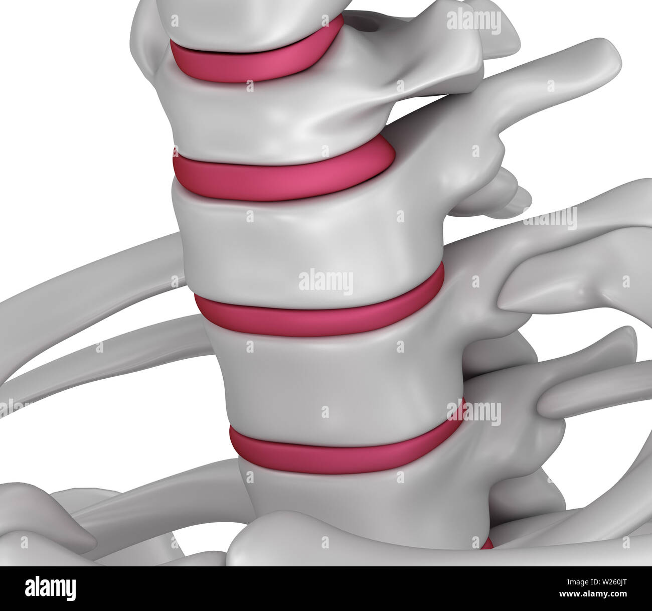 Spine anatomy - neck area, 3D illustration Stock Photo - Alamy