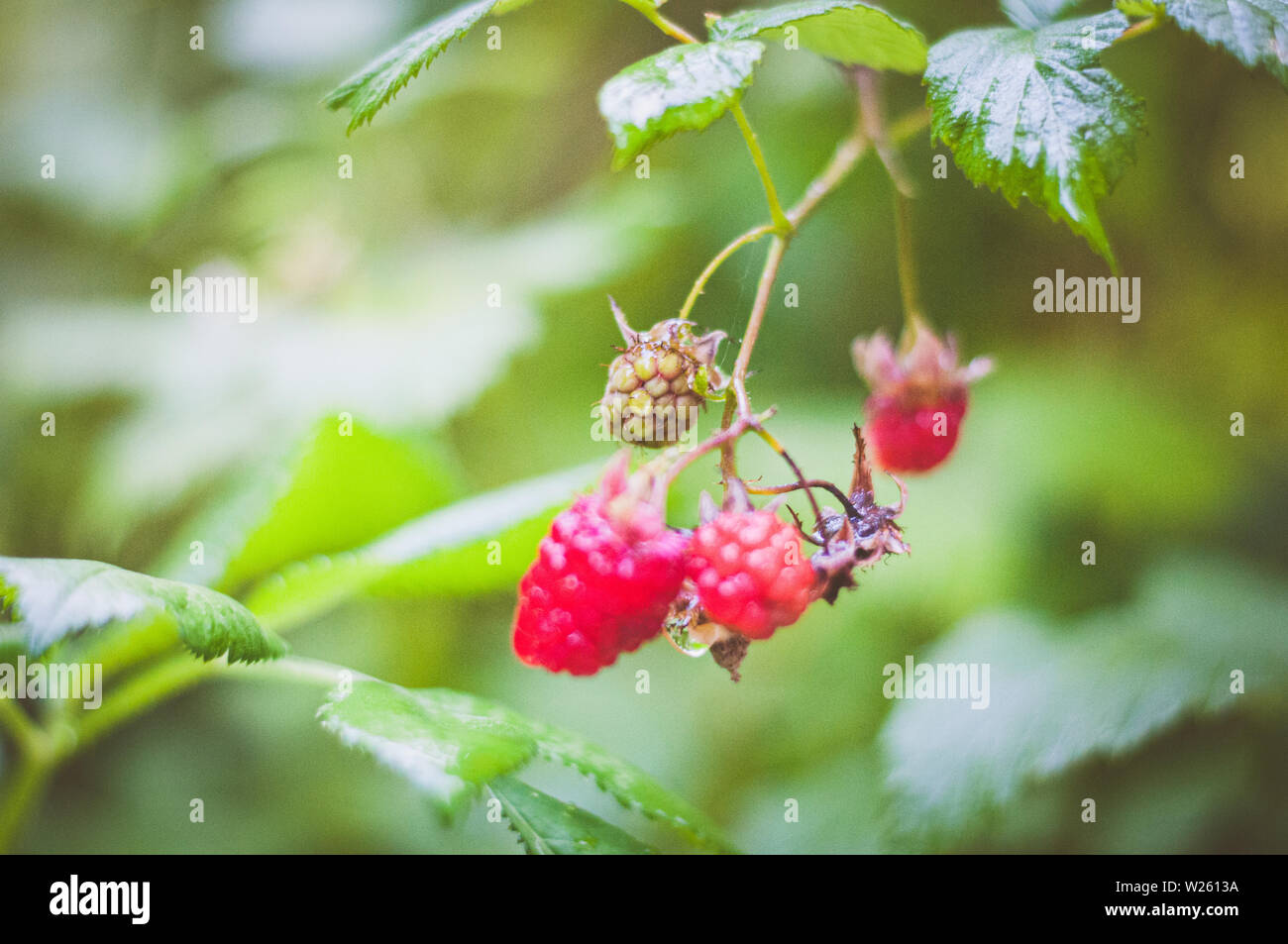 Rain on raspberries hi-res stock photography and images - Alamy