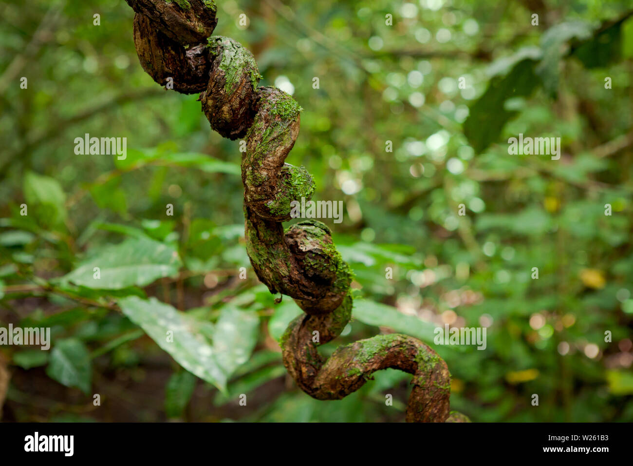 Curly vine at Niah caves national park Stock Photo - Alamy