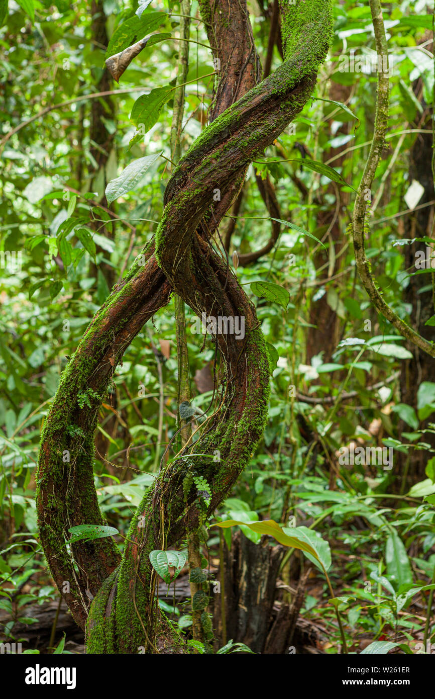 Vine plant in rainforest Borneo Malaysia Stock Photo - Alamy