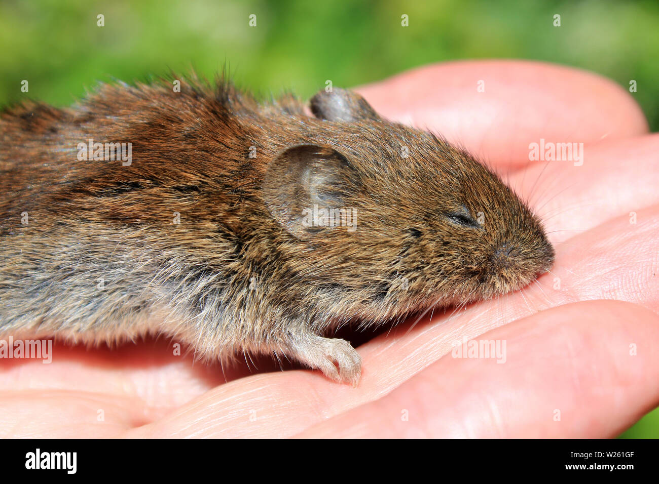 Field Vole a.k.a. Short-tailed vole Microtus agrestis Stock Photo - Alamy