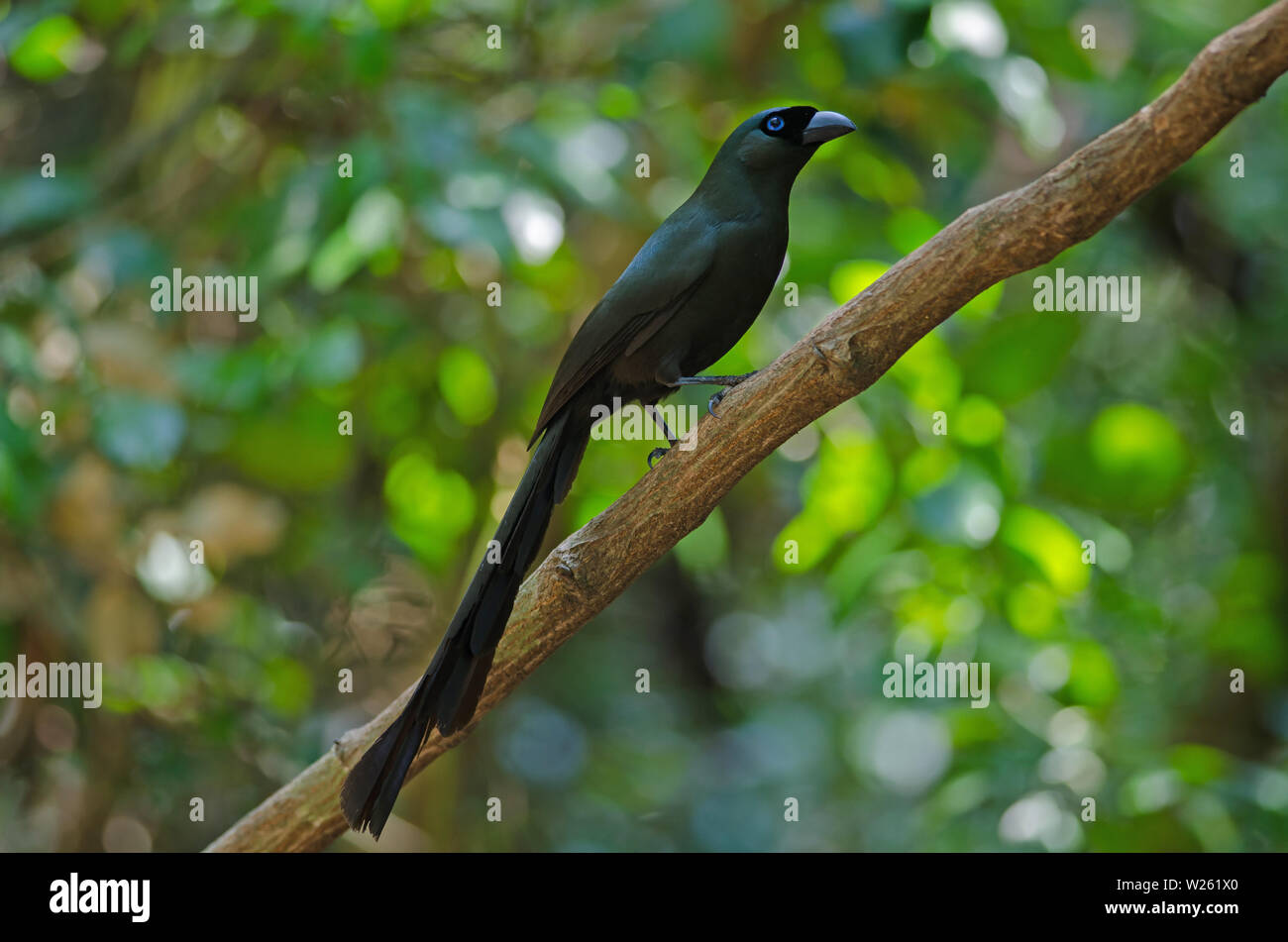 Racket-tailed Treepie.(Crypsirina temia) in forest, Thailand Stock ...