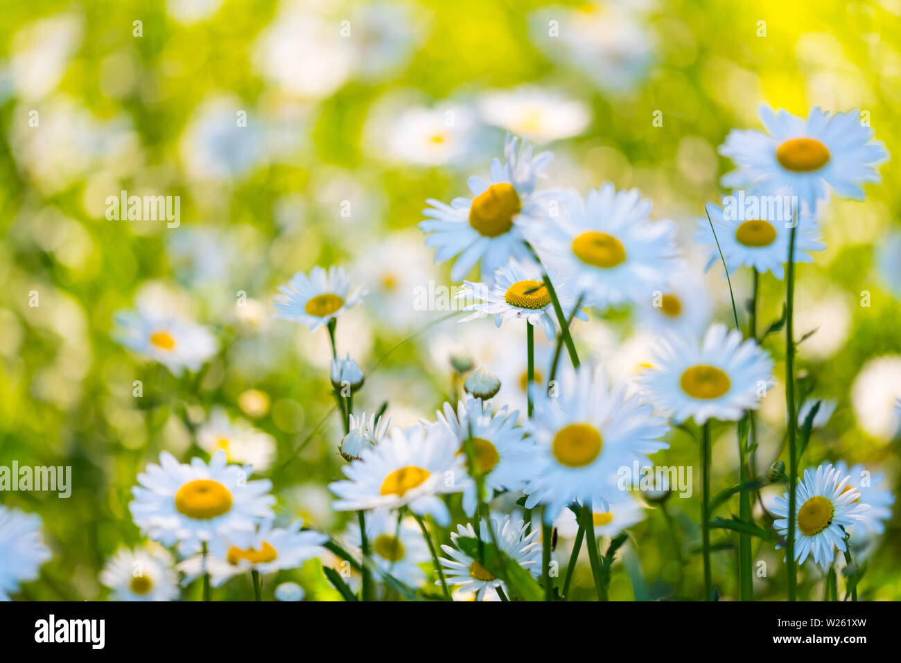 Flowers field of camomiles in garden in sunny day, wallpaper background ...