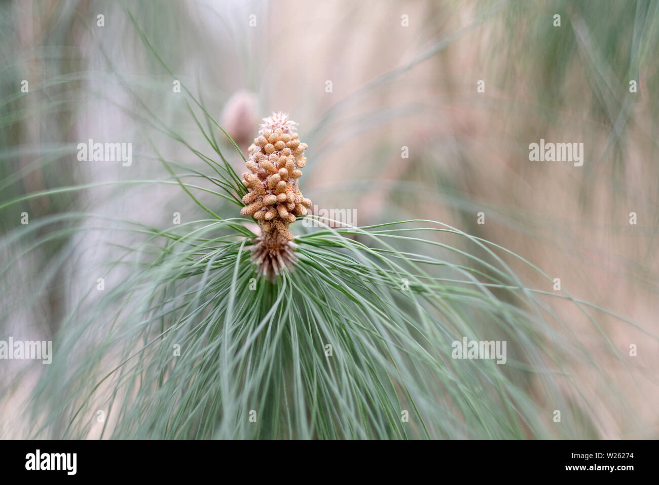 Flowering of an exotic plant with needle leaves in a greenhouse Stock ...