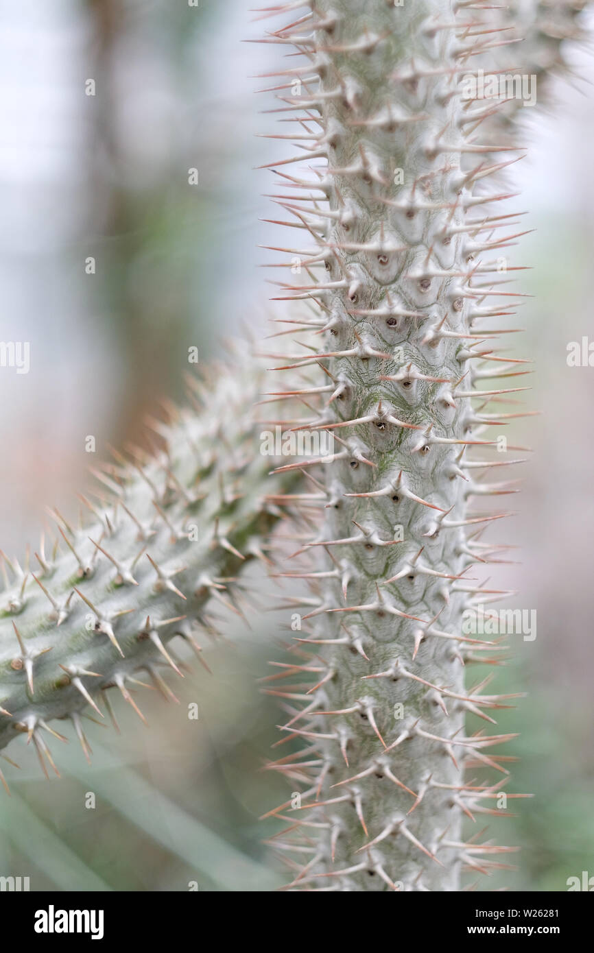 Stems of cactus with multiple needles in the greenhouse of tropical ...