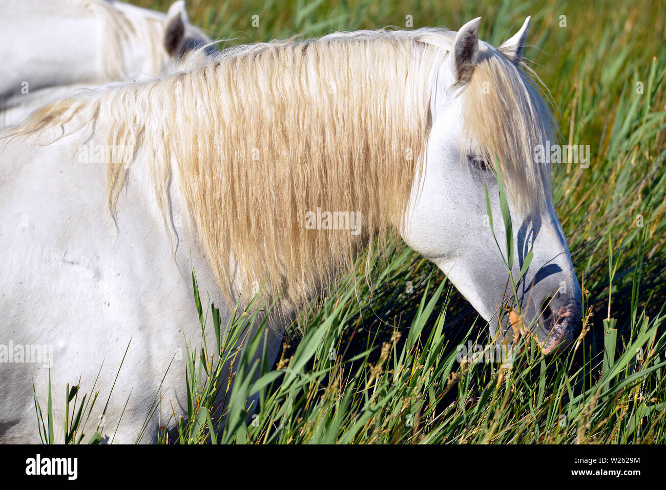 Big head horse hi-res stock photography and images - Alamy