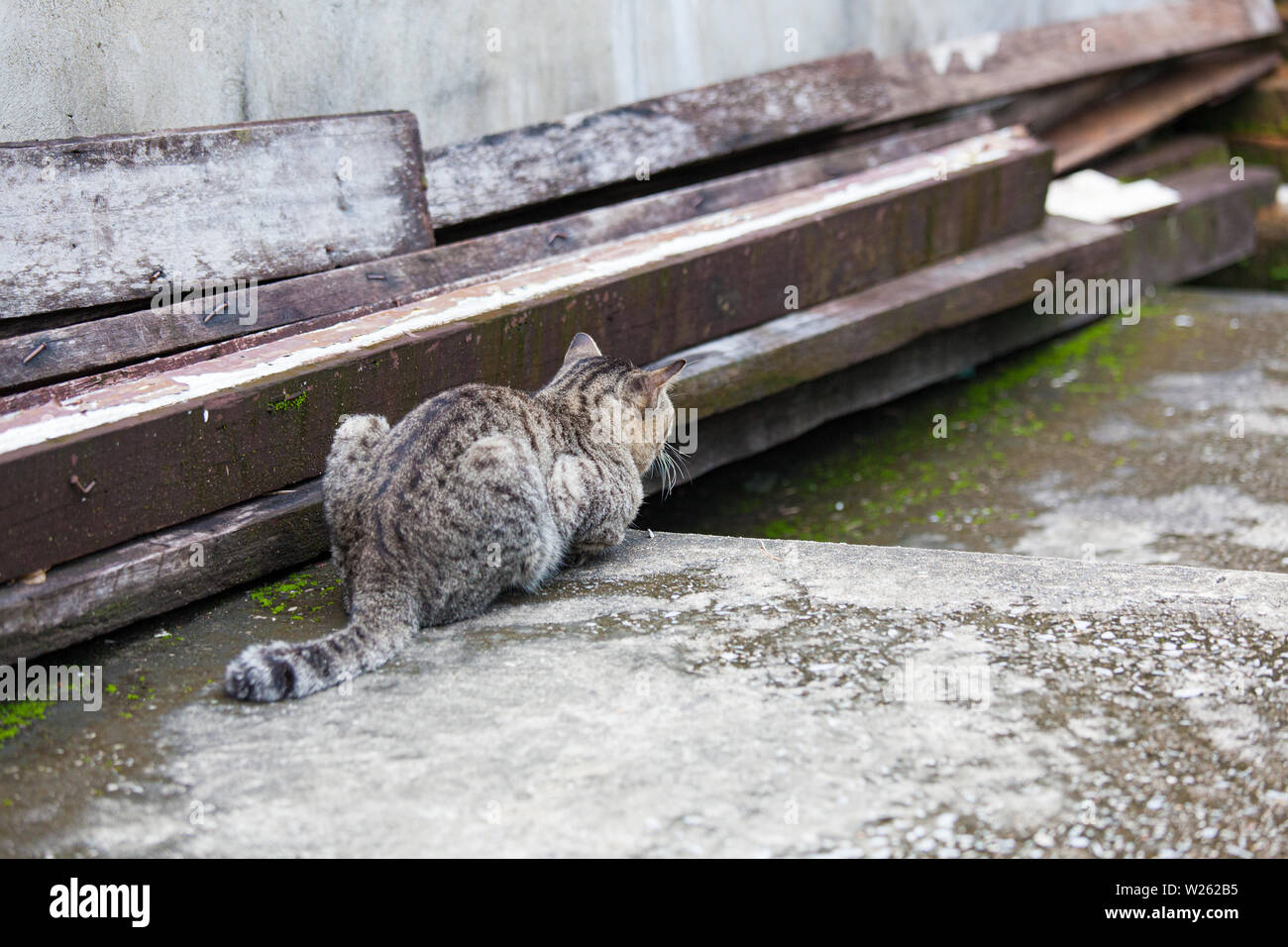 Adult grey tabby cat outside Stock Photo - Alamy