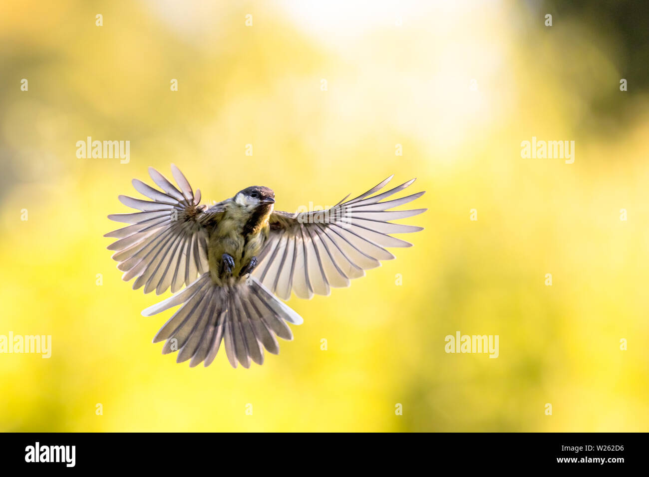 Great tit (Parus major) bird in flight just before landing with visible ...