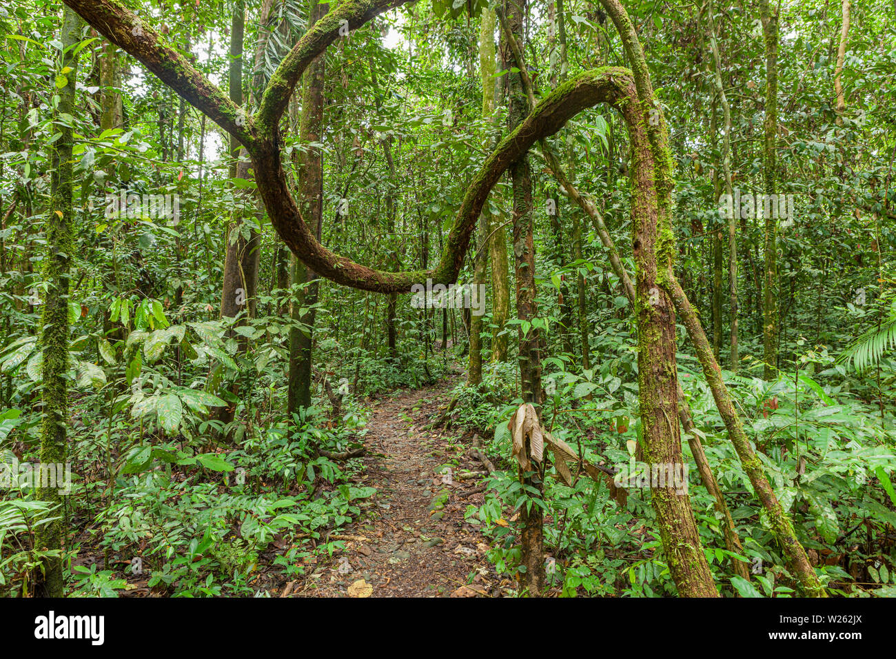 Vine plant in rainforest Borneo Malaysia Stock Photo - Alamy