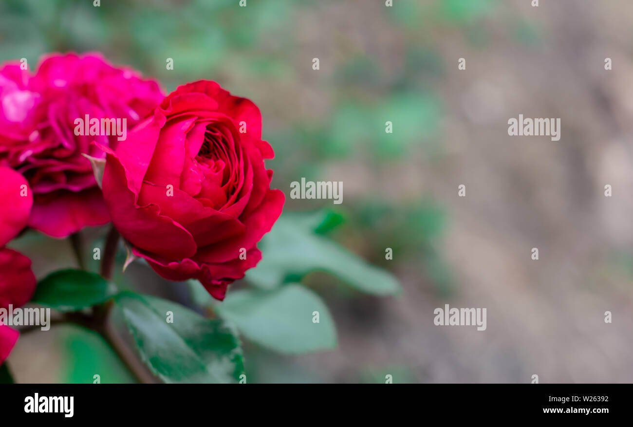Red roses in the sun, flowering roses in the park, empty for the ...