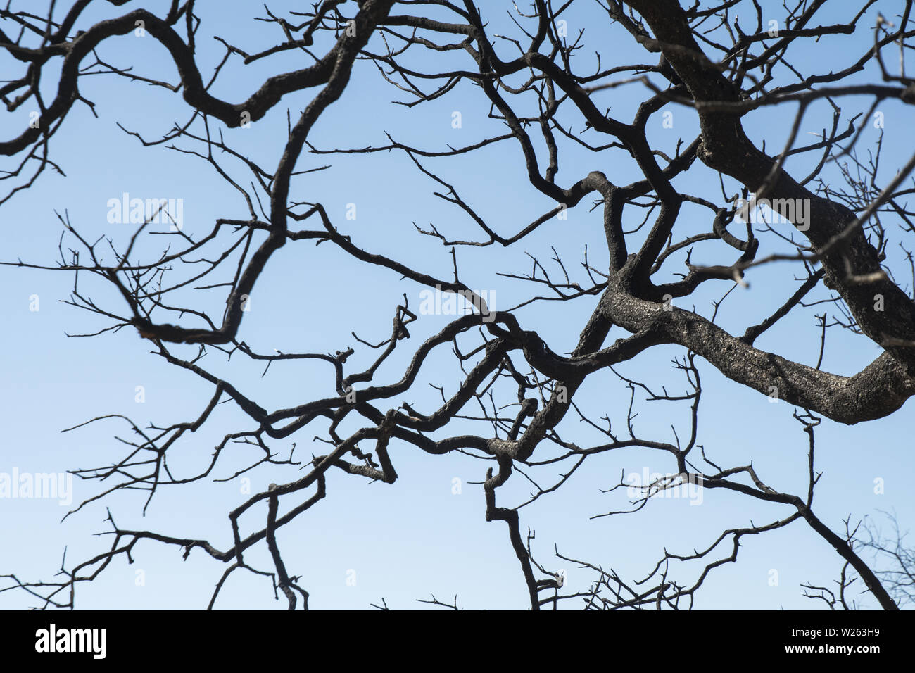 Burnt Burned Oak Tree Branches High Resolution Stock Photography and ...