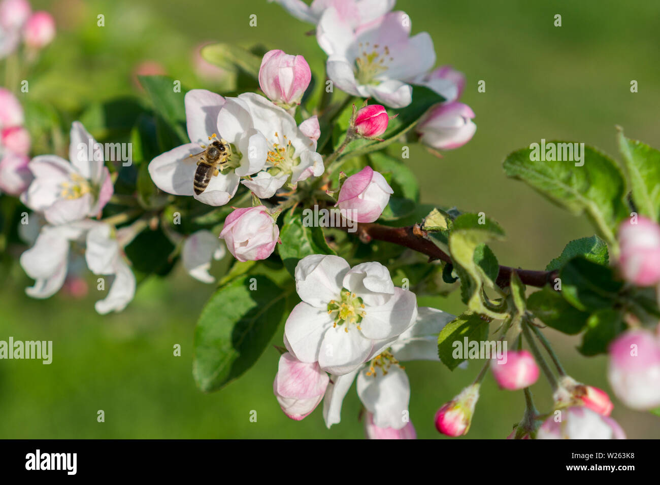 Honey bee pollinating apple blossom. The Apple tree blooms. Spring ...