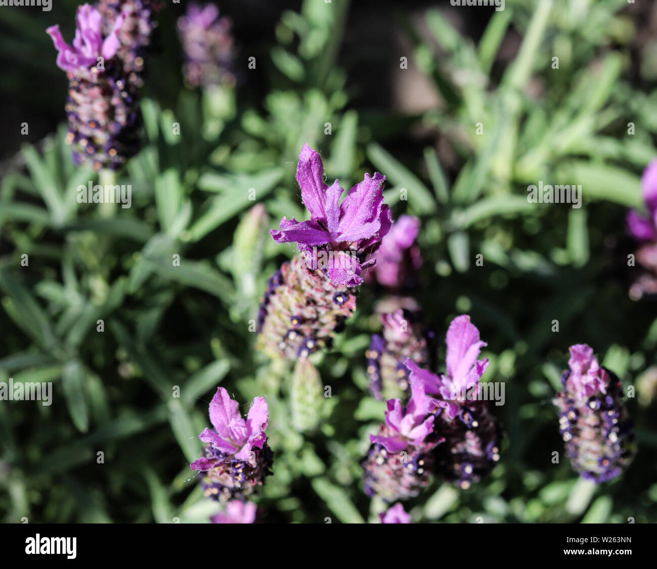Close up of English lavender (Lavandula angustifolia) in garden Stock ...