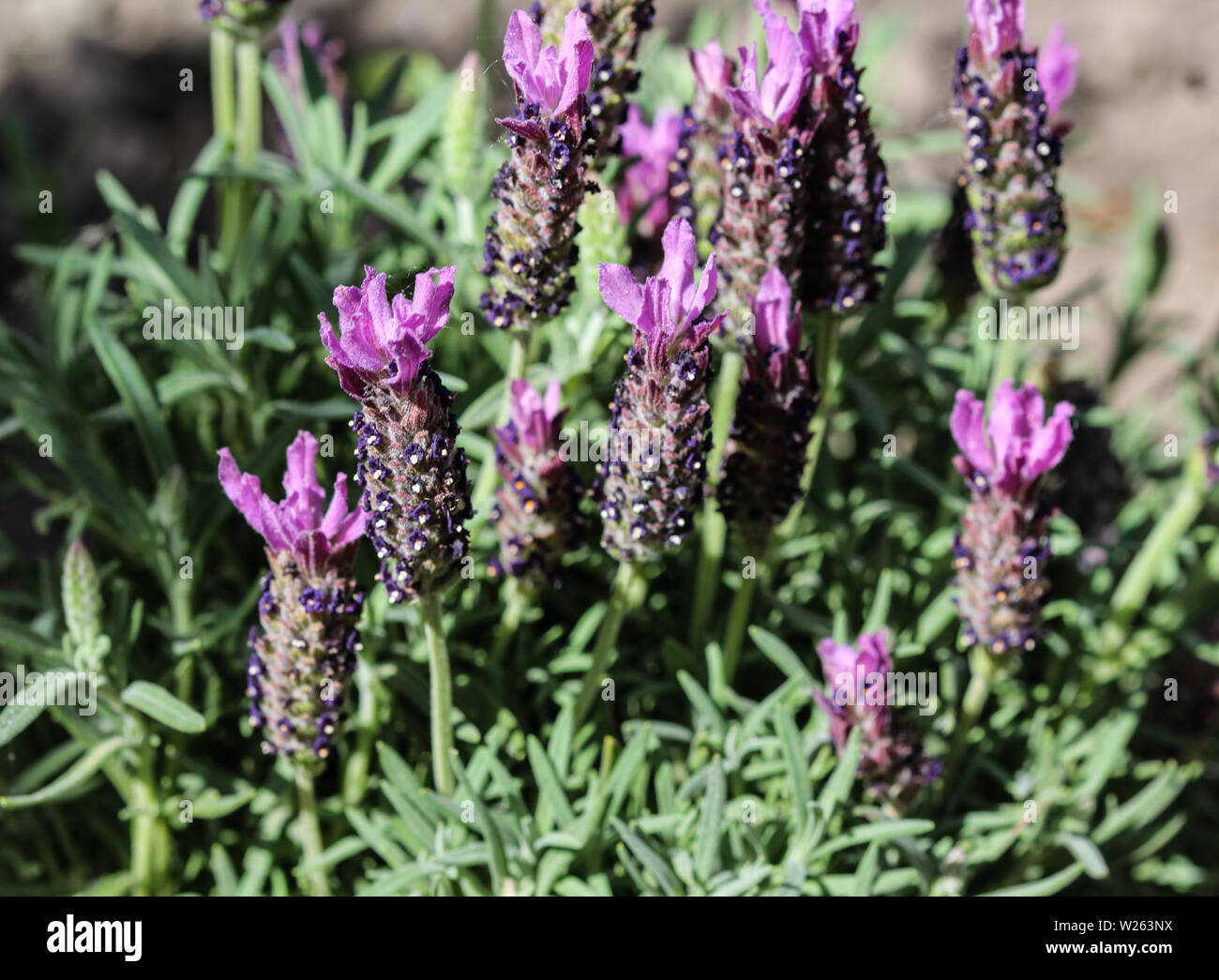 Close up of English lavender (Lavandula angustifolia) in garden Stock ...