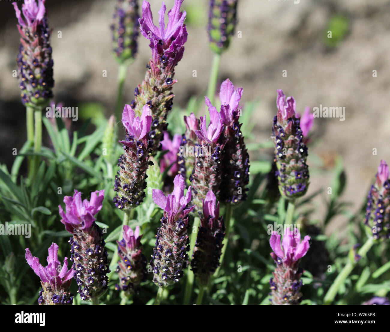 Close up of English lavender (Lavandula angustifolia) in garden Stock ...