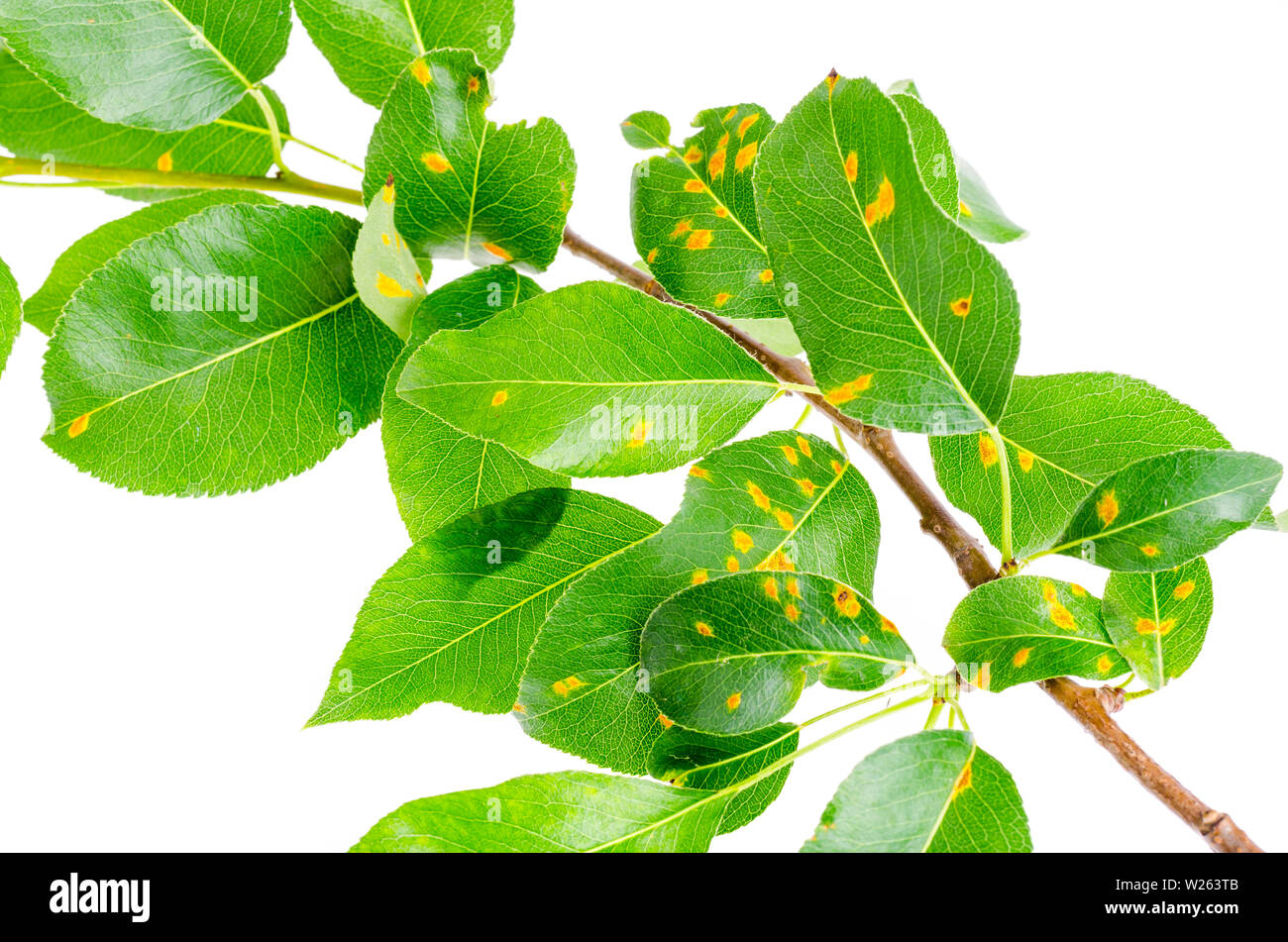 Rust on pear leaves, fruit plant disease Stock Photo - Alamy
