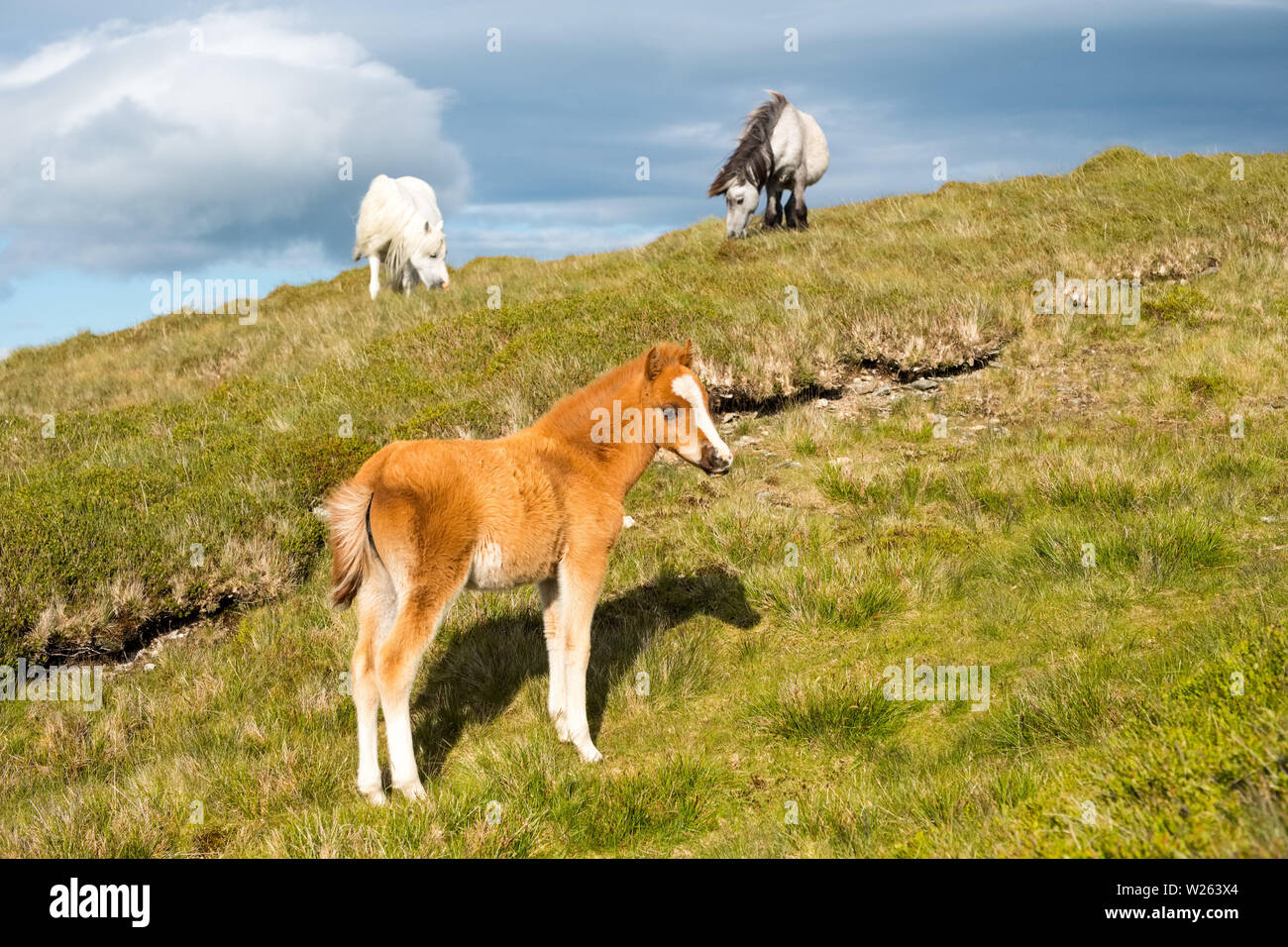 Welsh hill ponies on the Carnedd hills, Snowdonia, Wales Stock Photo ...