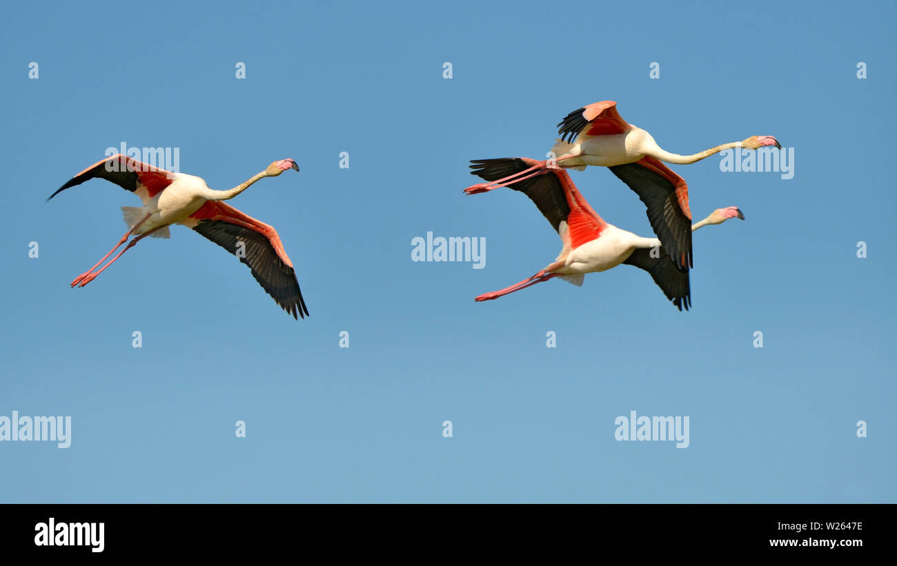 Three flamingos in flight (Phoenicopterus ruber) on the blue sky ...