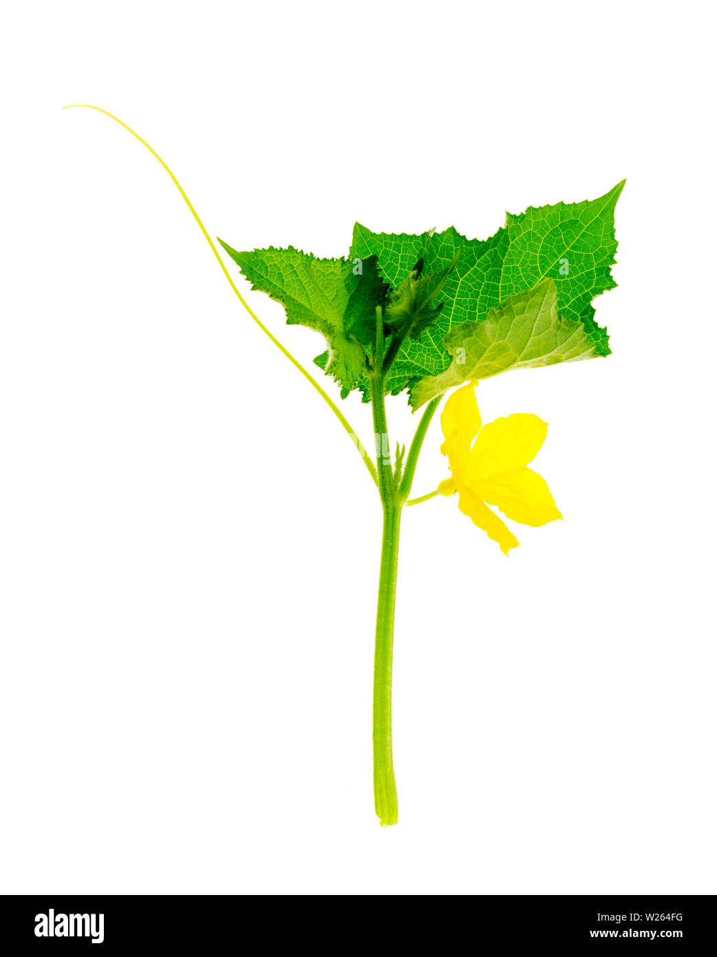 Cucumber shoot with green leaves and yellow flower Stock Photo - Alamy