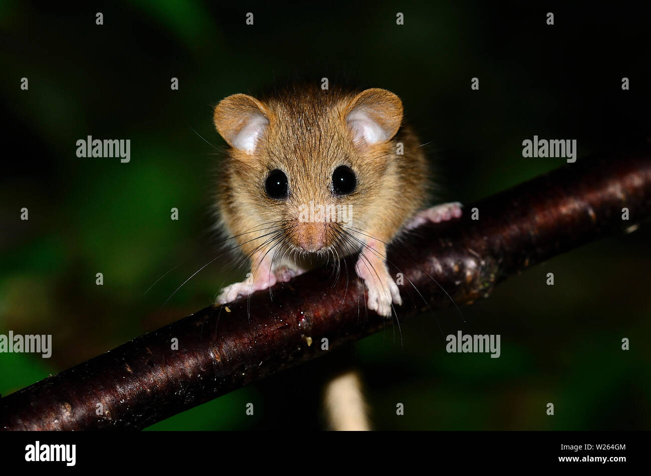 Mice dormice hi-res stock photography and images - Alamy