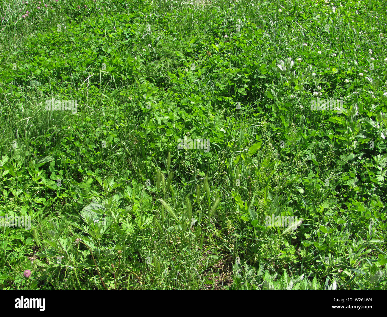 green grass natural spring background Stock Photo - Alamy