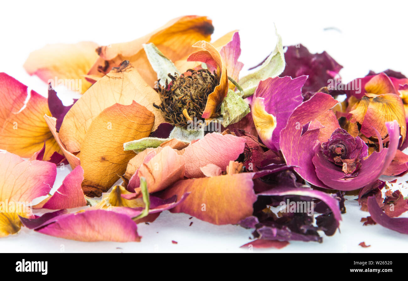 Withered rose and petals on white background Stock Photo - Alamy