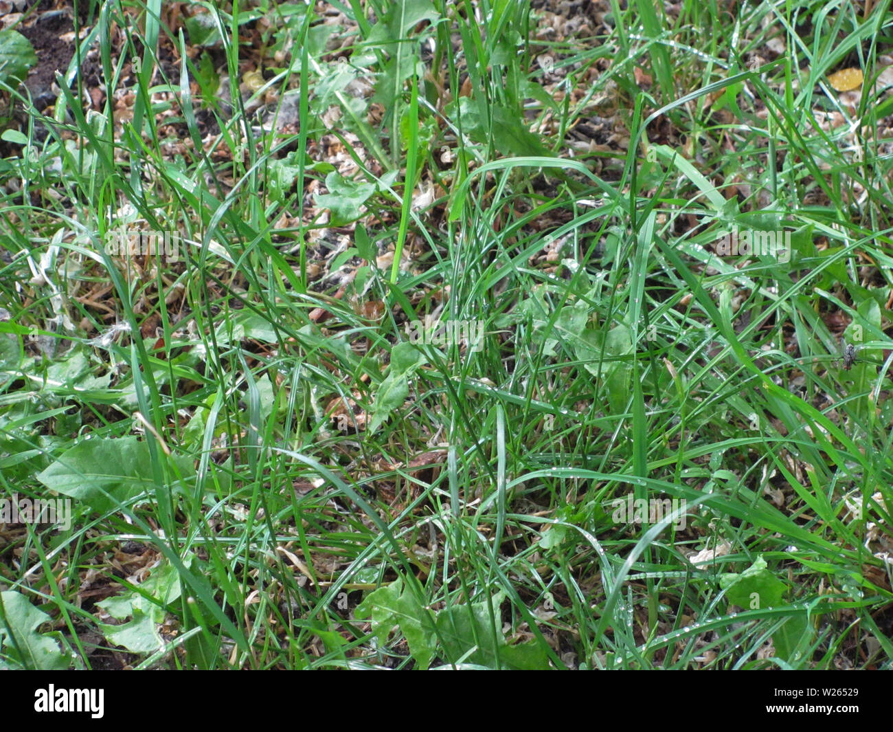 green grass natural spring background Stock Photo - Alamy