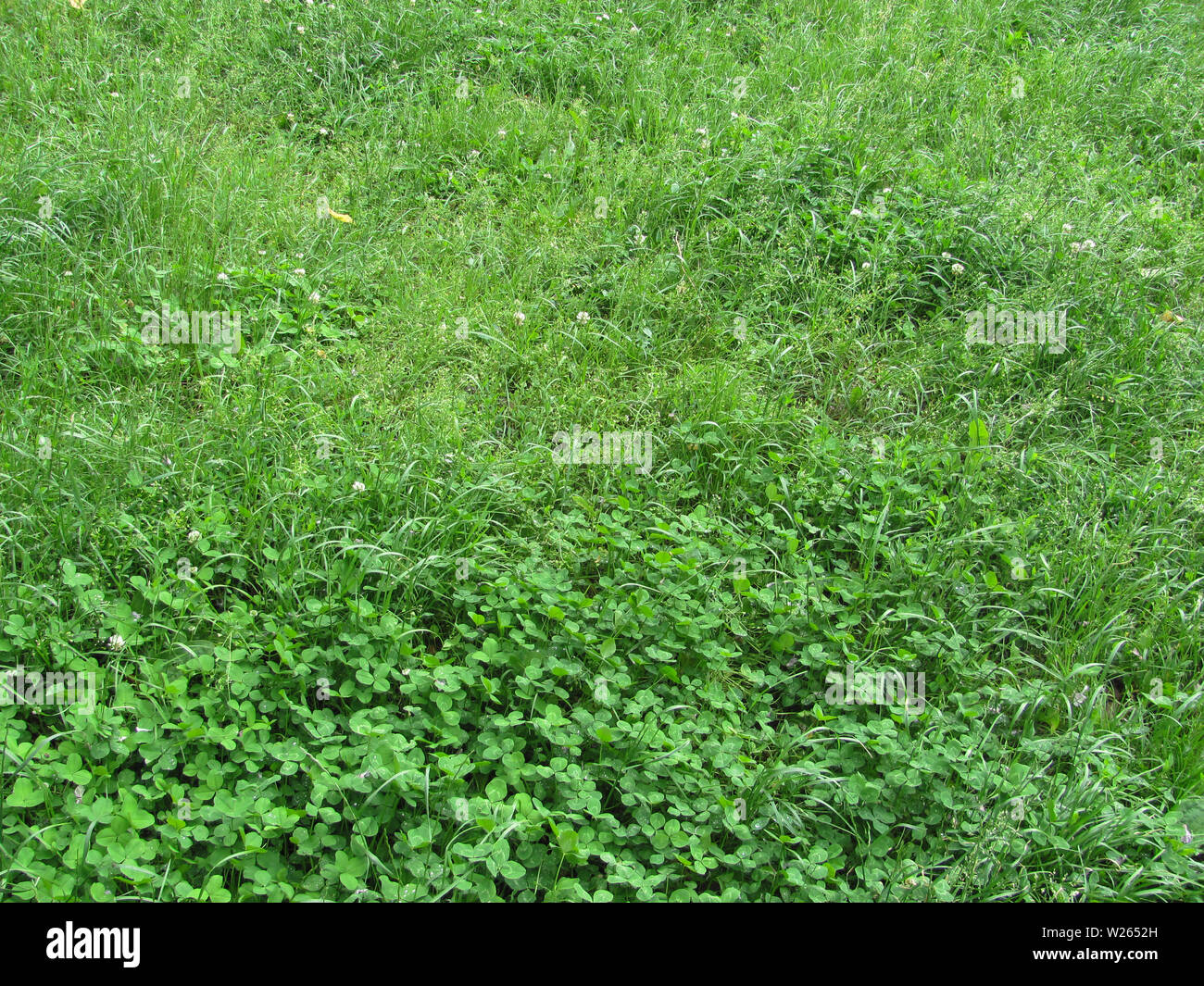green grass natural spring background Stock Photo - Alamy