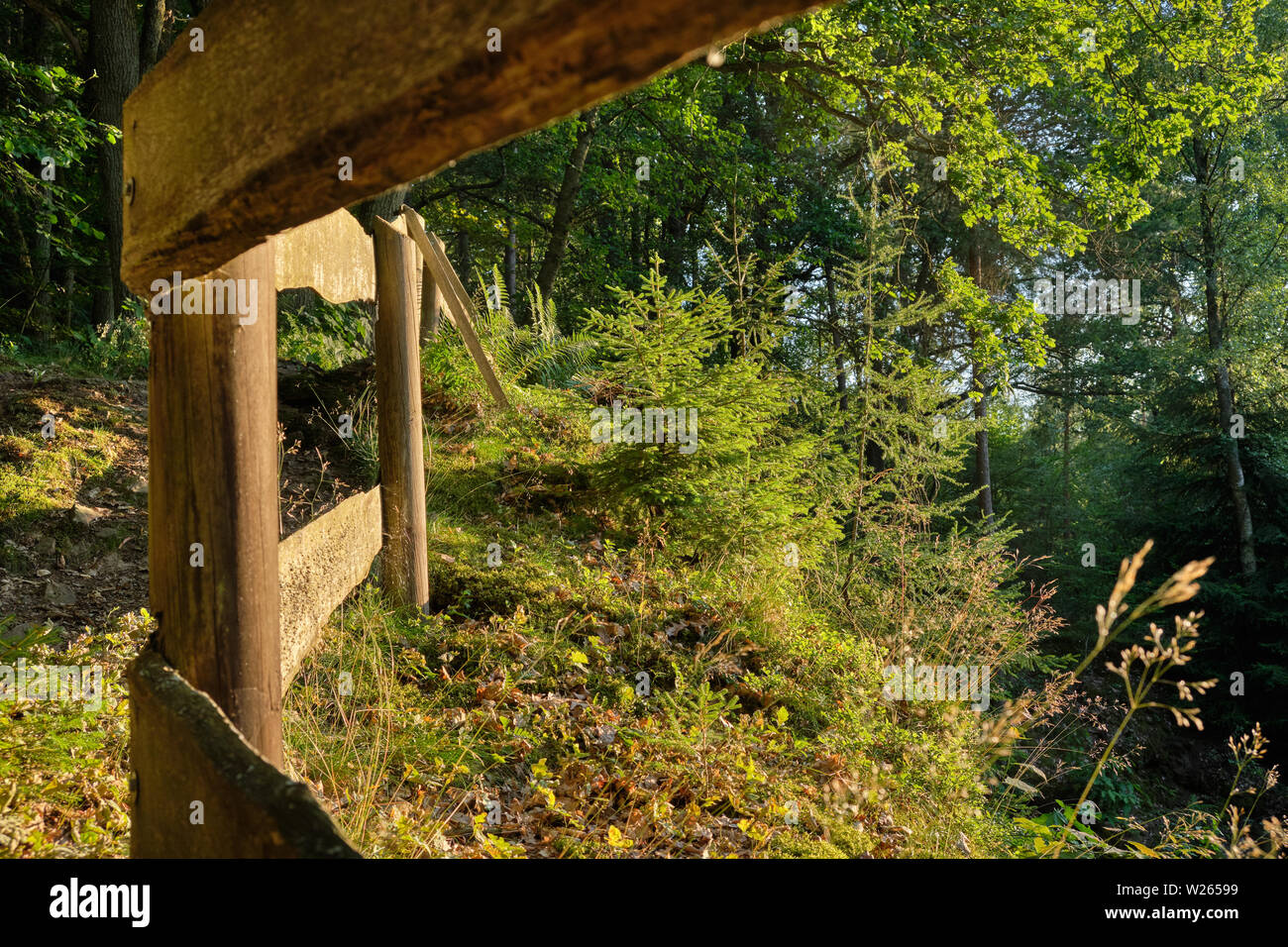 Spessart forest hi-res stock photography and images - Alamy