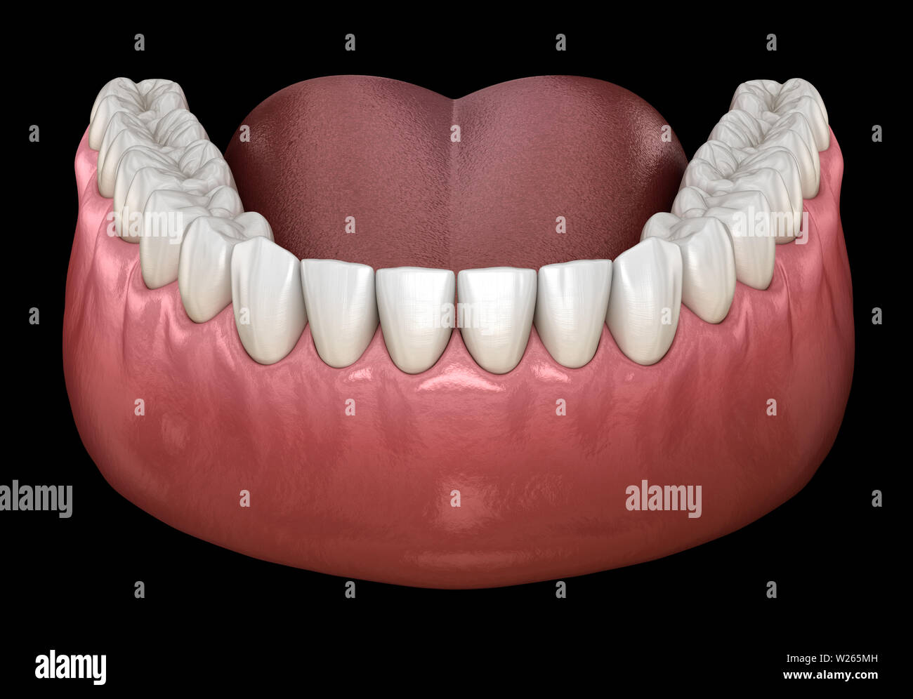 Mandibular human gum and teeth. Medically accurate tooth 3D ...